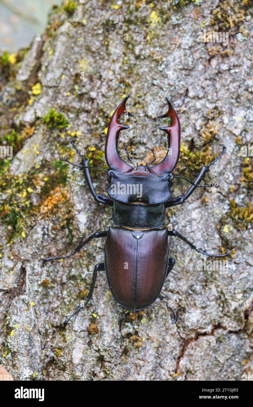 stag beetle, European stag beetle (Lucanus cervus), male at an oak stem ...