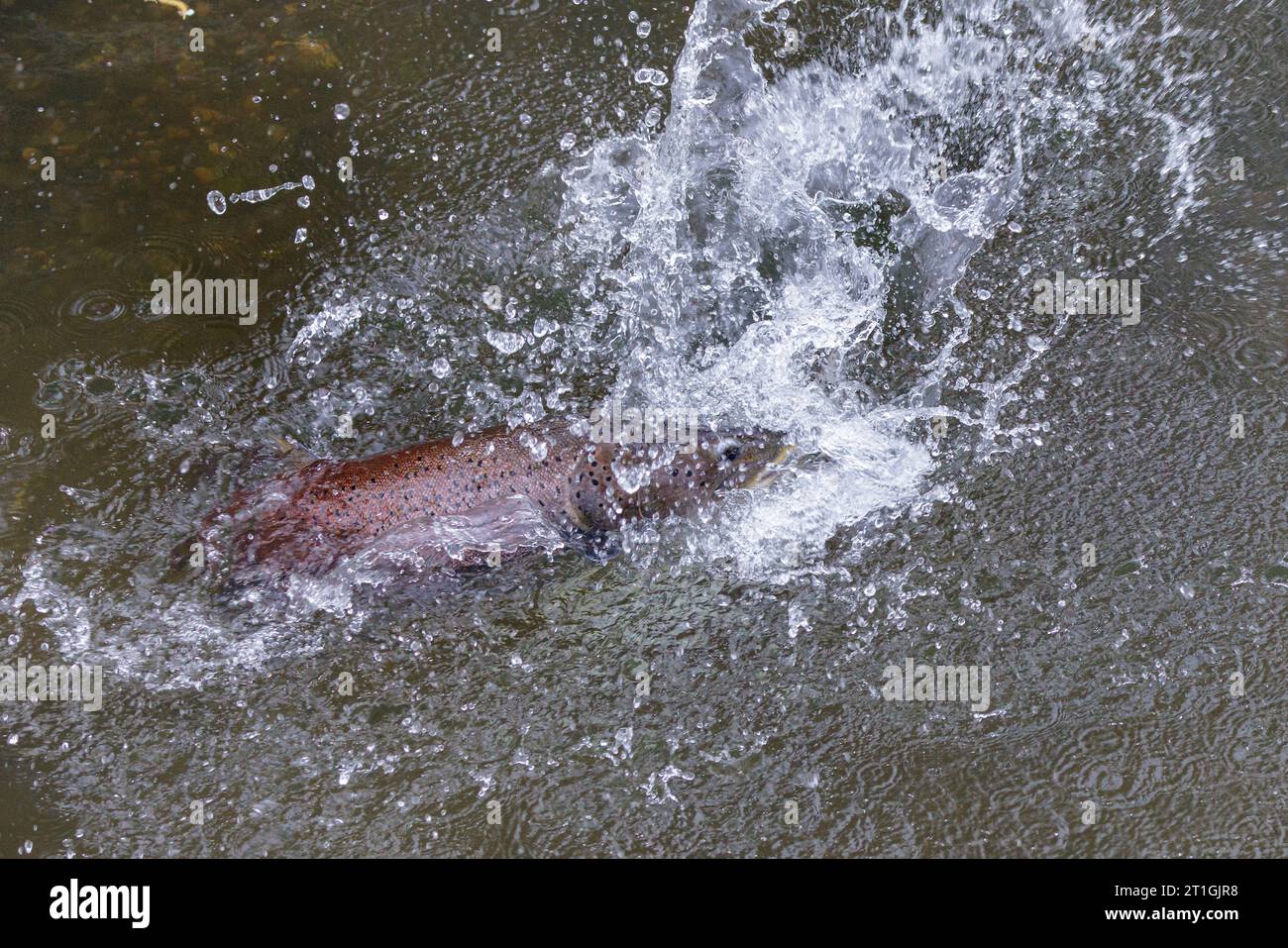 Danube salmon, huchen (Hucho hucho), milter attacking rivals at ...