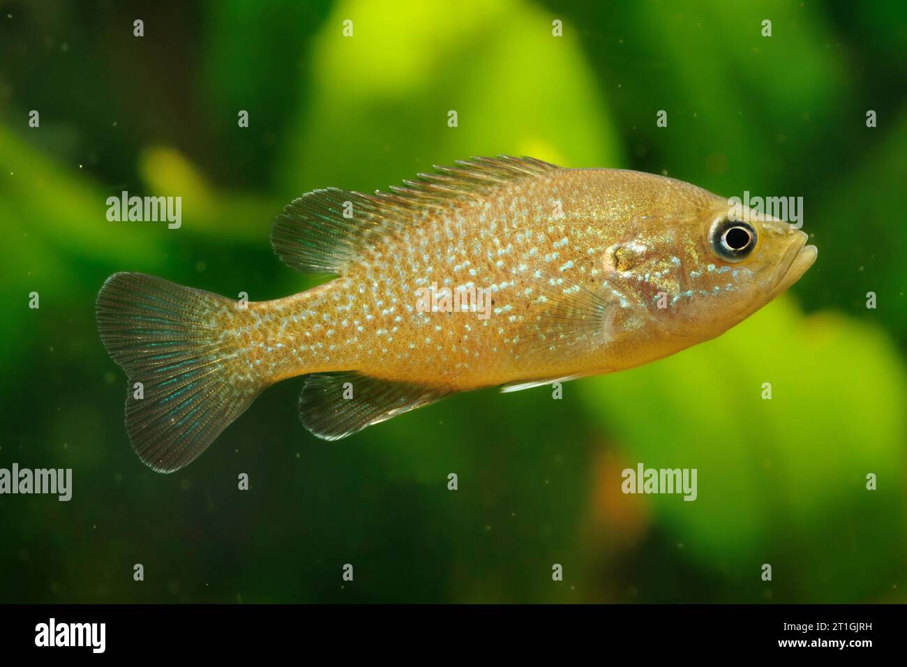 Green sunfish hi-res stock photography and images - Alamy