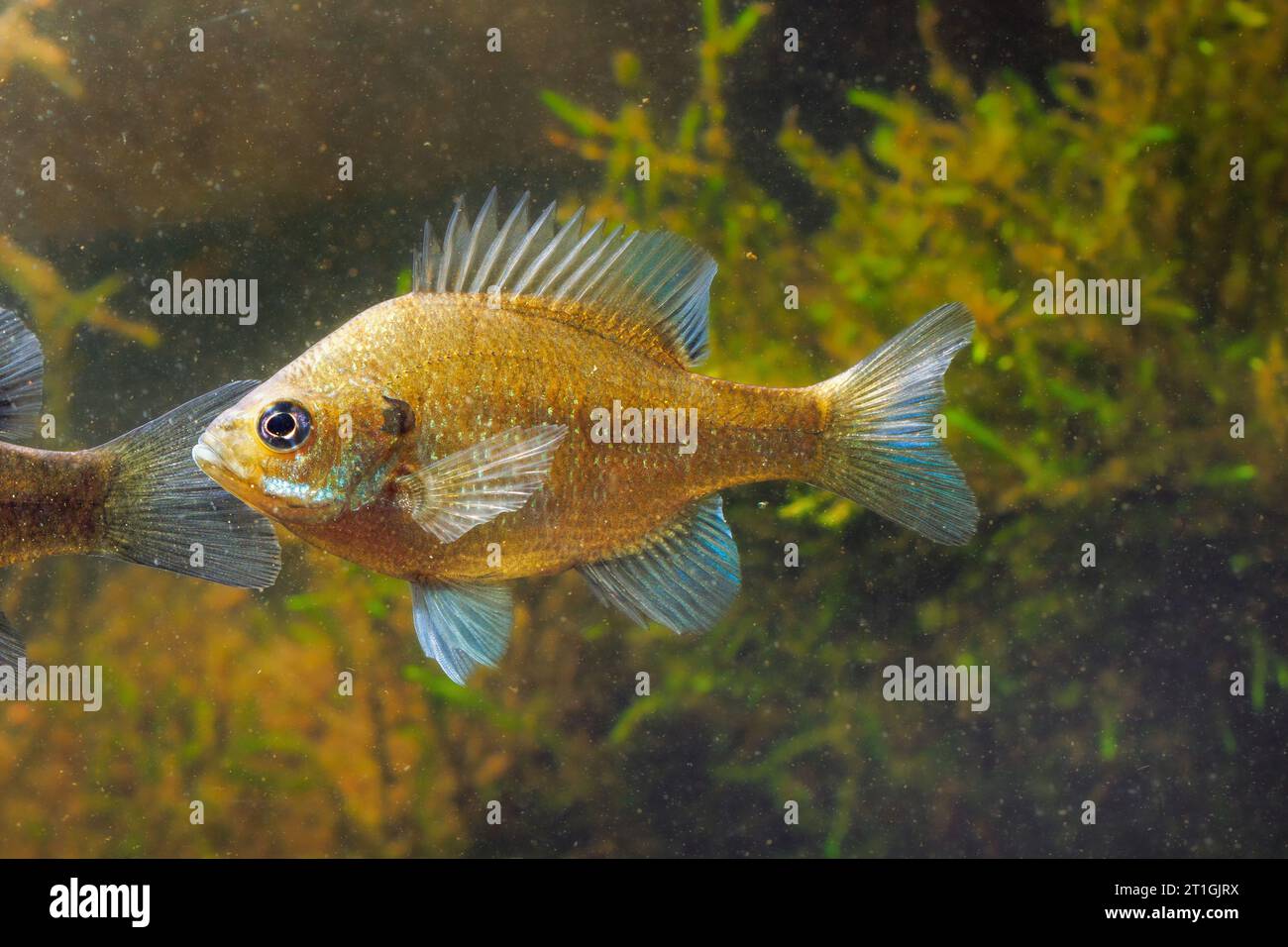 Bluegill fish hi-res stock photography and images - Alamy
