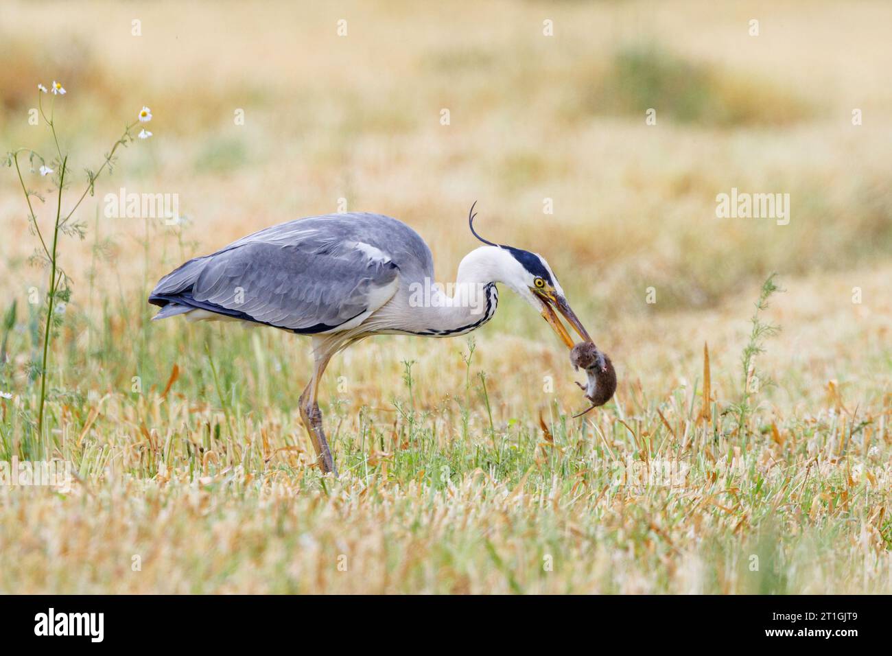 grey heron (Ardea cinerea), eating captured vole in a stubble field ...