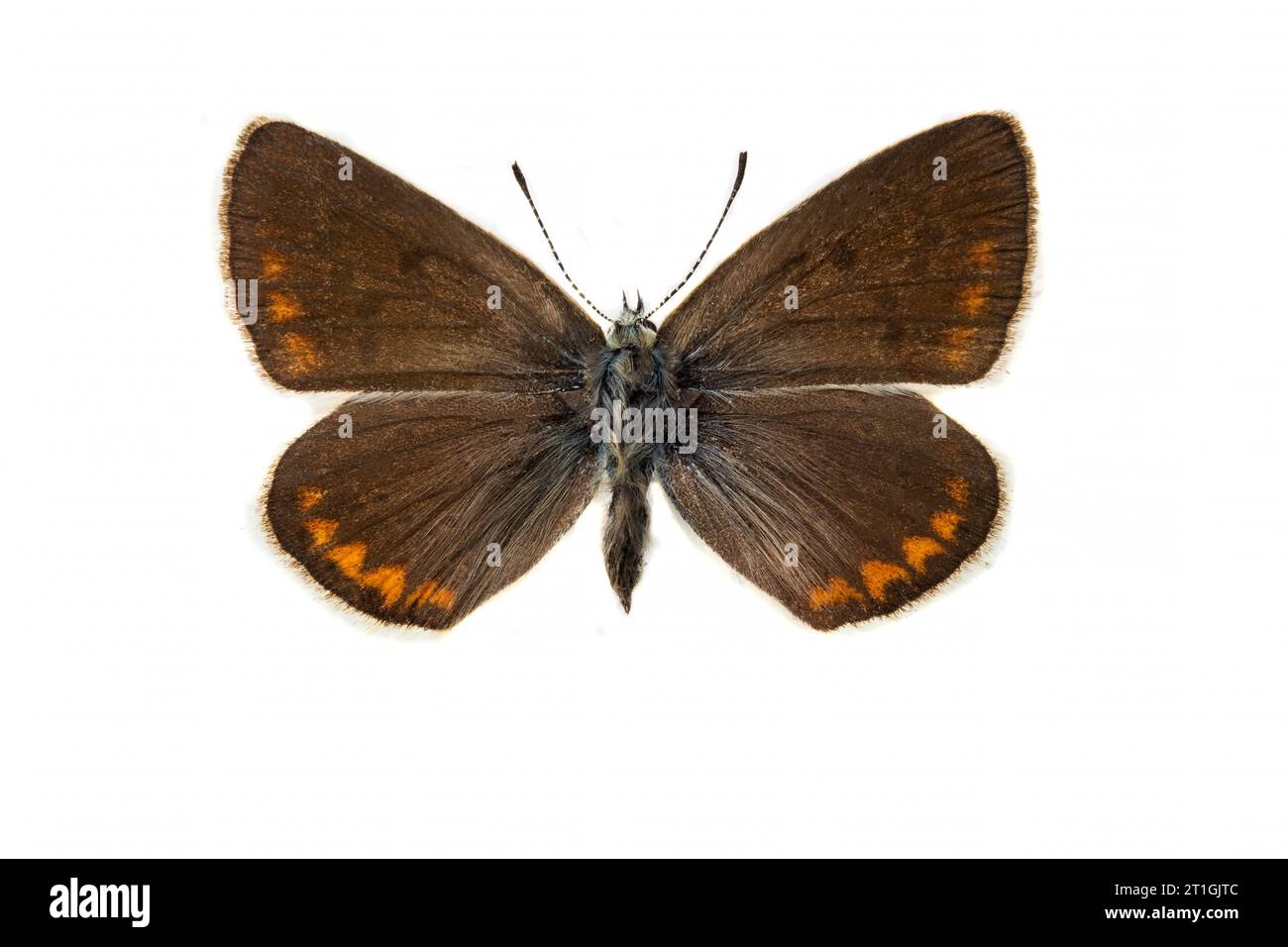 Sides animals Cut Out Stock Images & Pictures - Alamy