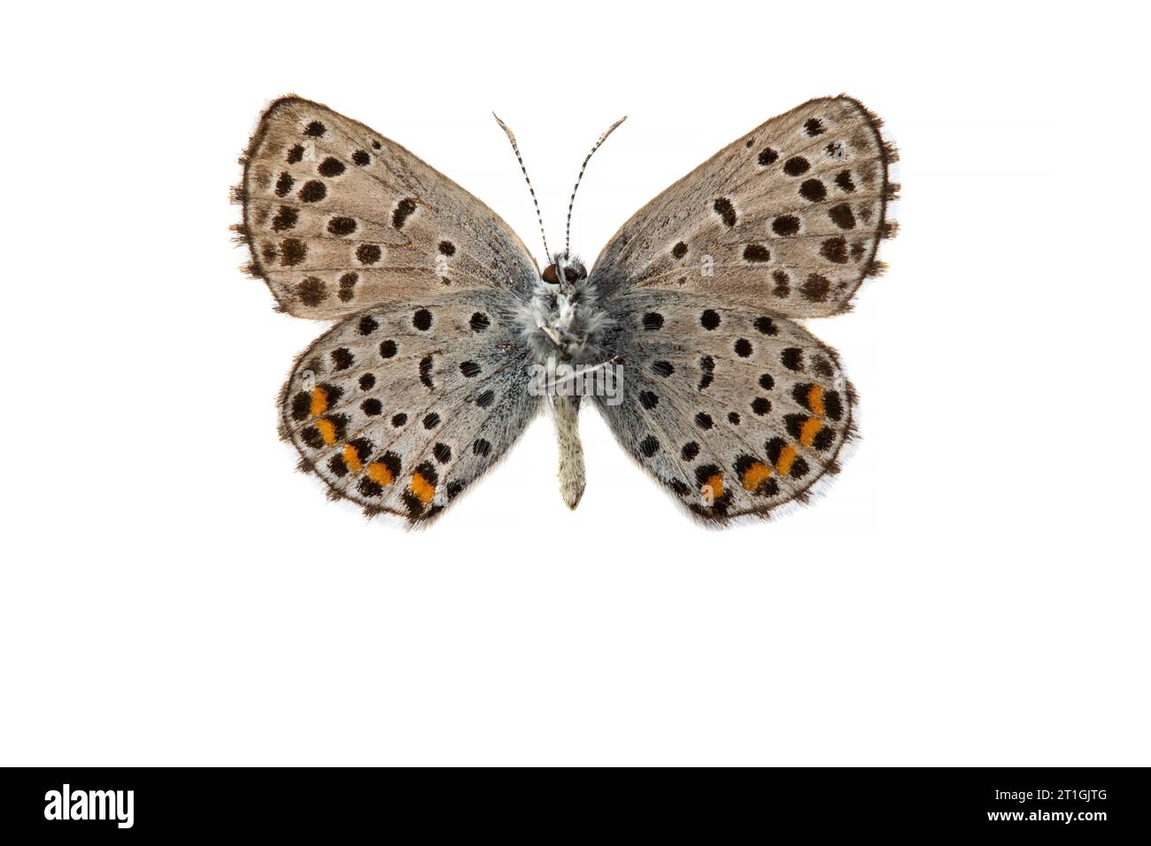baton blue (Philotes baton, Pseudophilotes baton, Lycaena baton), male ...