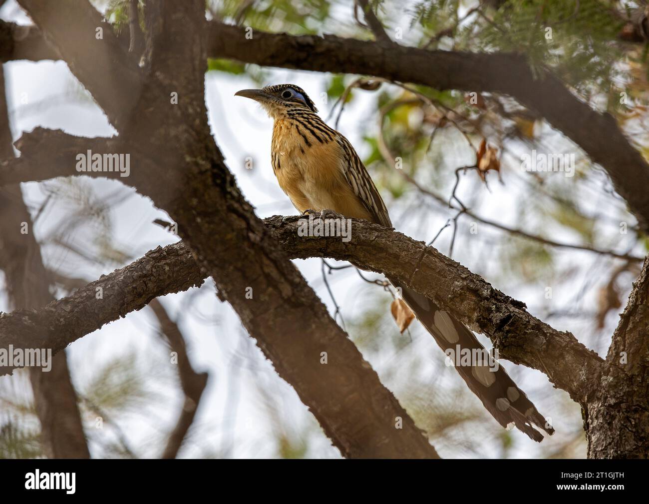 Lesser road-runner (Geococcyx velox), perched on a branch in forest ...