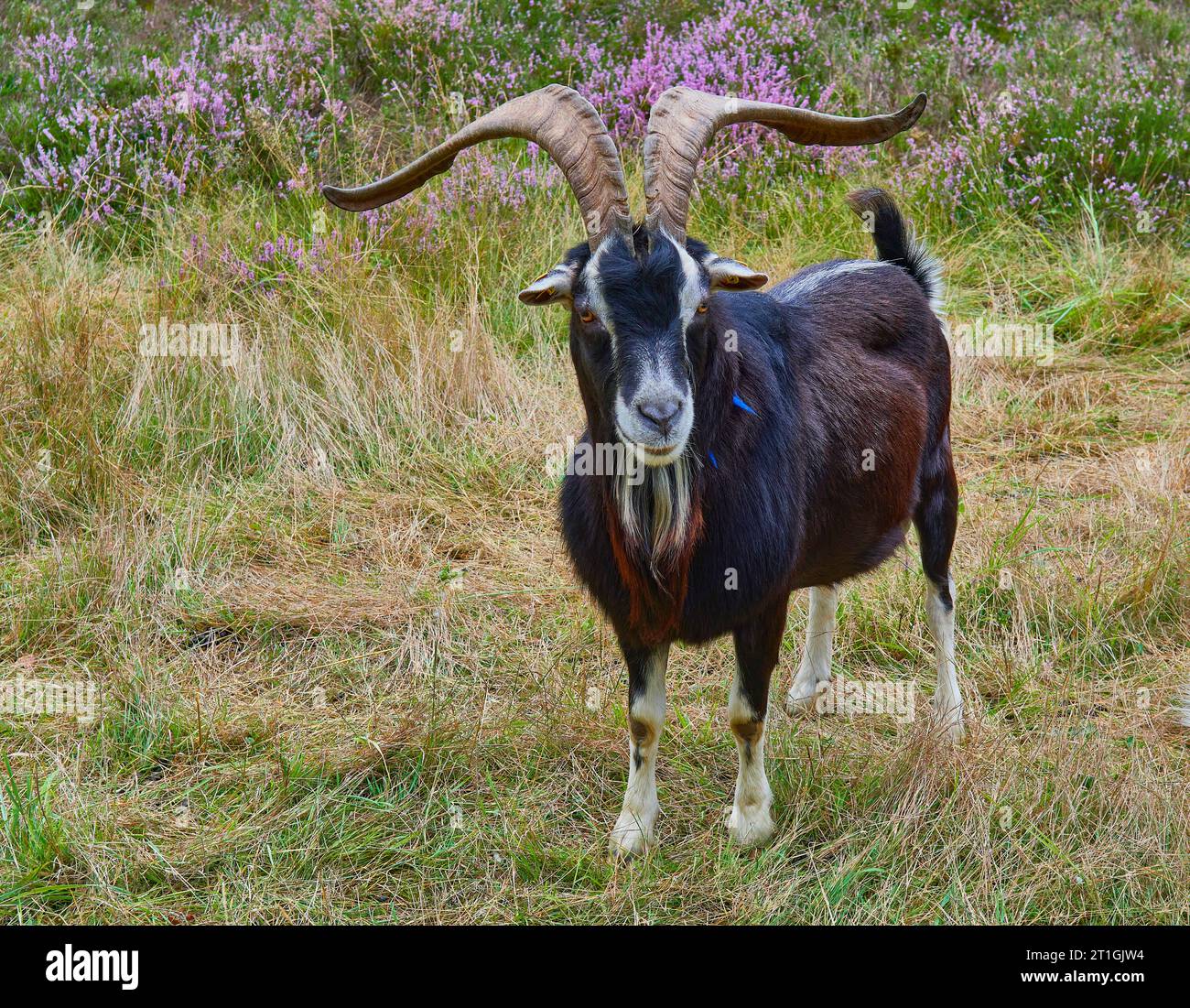domestic goat (Capra hircus, Capra aegagrus f. hircus), billygoat ...