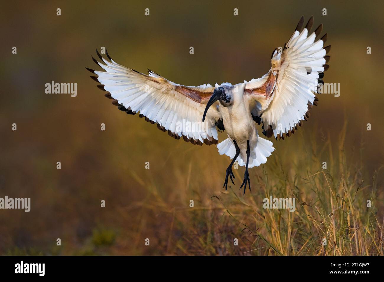 sacred ibis (Threskiornis aethiopicus), in flight, landing, escaped ...