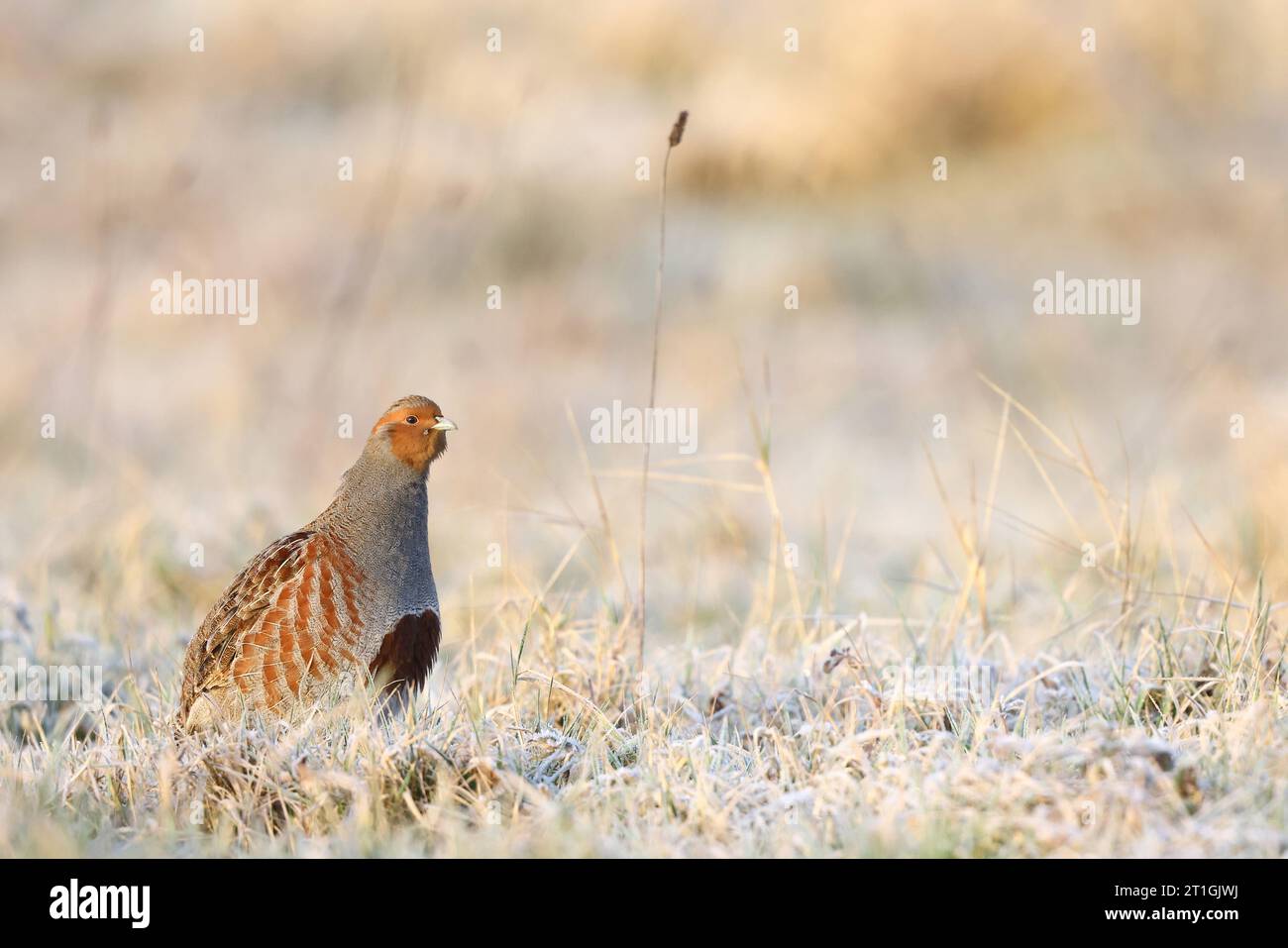 Grey partridge perdix sitting hi-res stock photography and images - Alamy