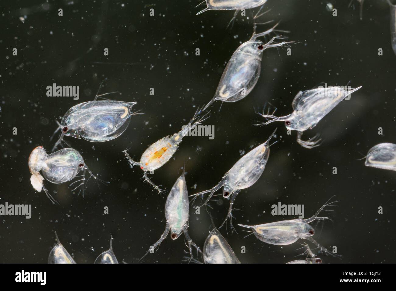Zooplankton hi-res stock photography and images - Alamy