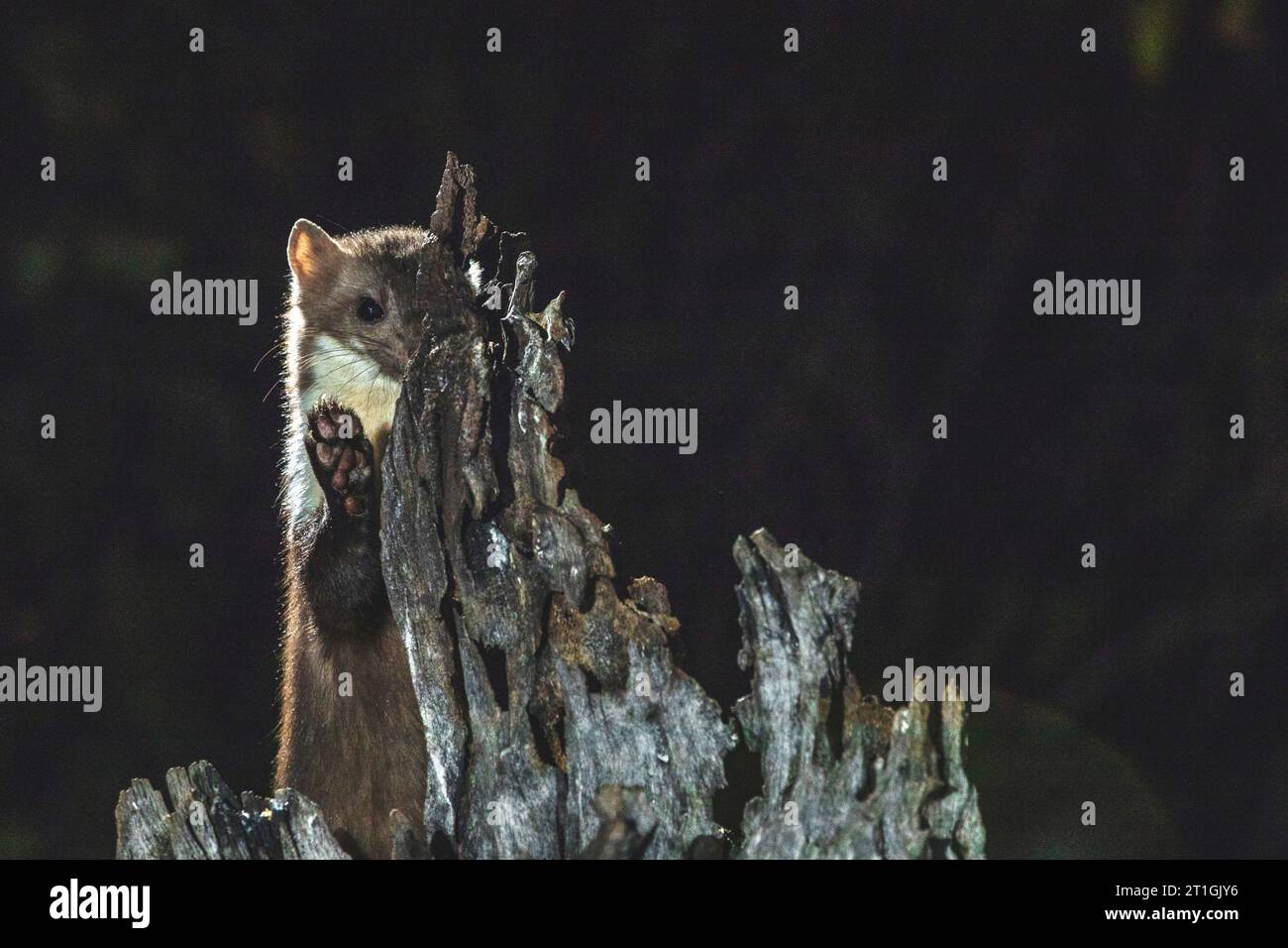Beech marten, Stone marten, White breasted marten (Martes foina), on an ...