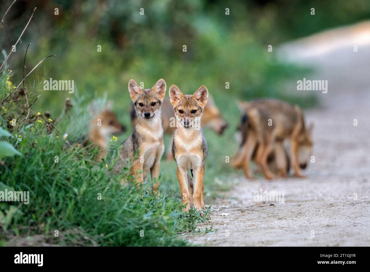 Eurasian golden jackal, European jackal (Canis aureus moreoticus, Canis ...