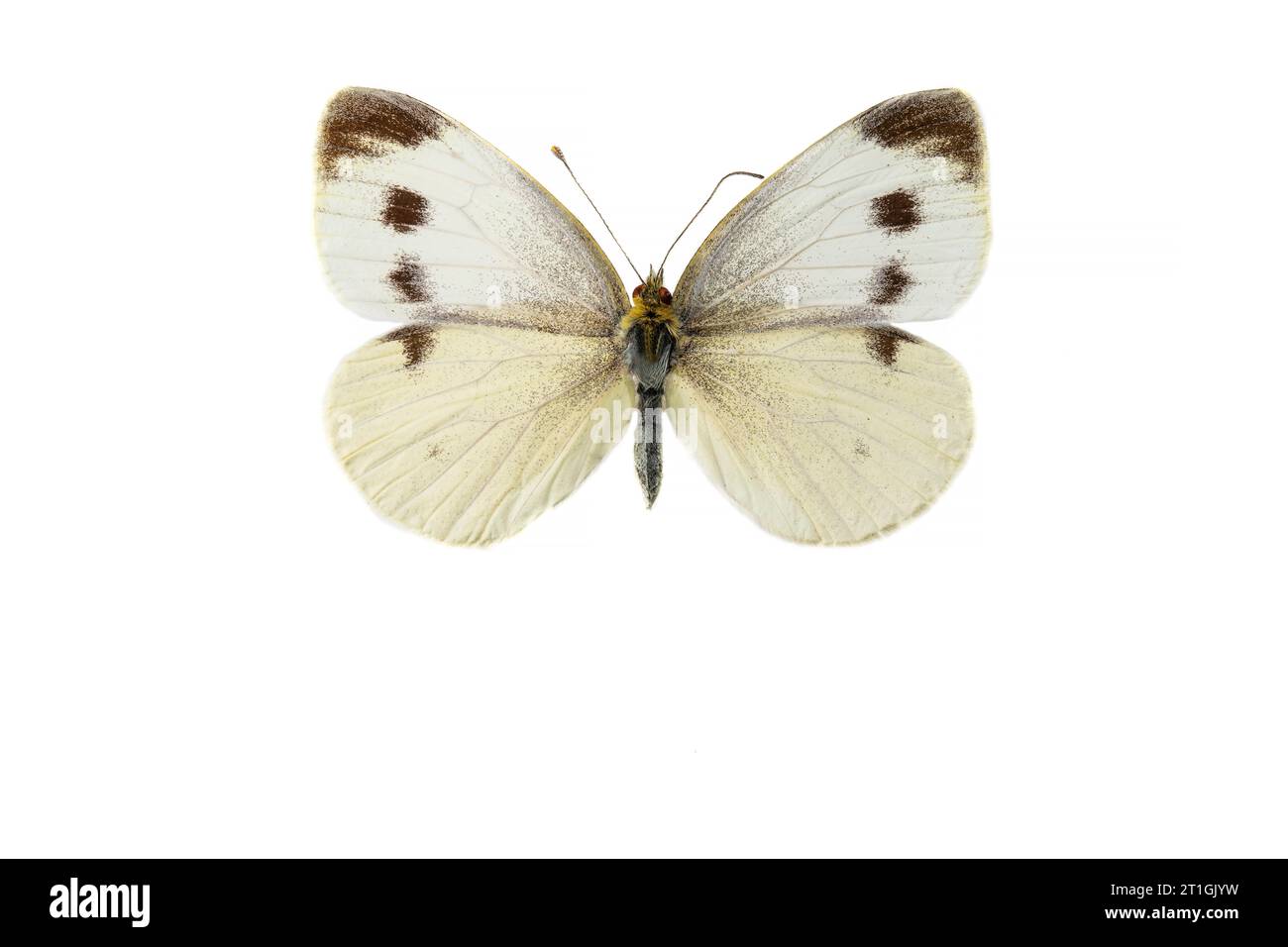 Southern Small White (Pieris mannii), female, upper side, cut out Stock ...