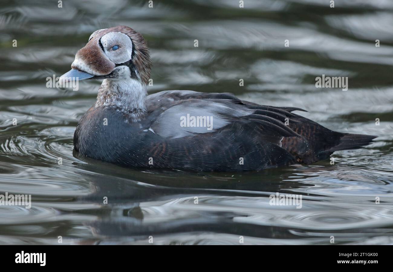 spectacled eider (Somateria fischeri), swimming old blind female, side ...