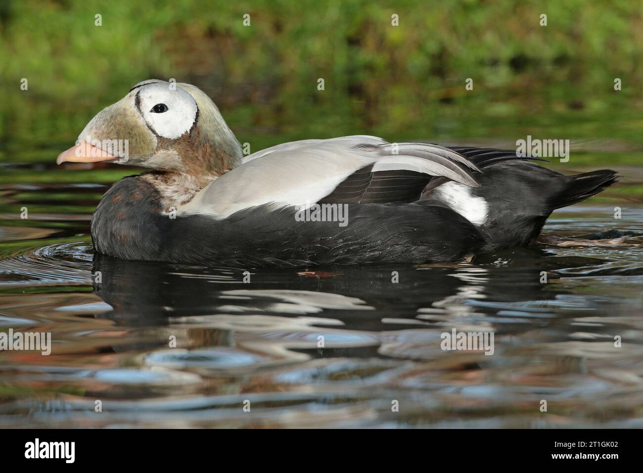 spectacled eider (Somateria fischeri), swimming drake, side view ...