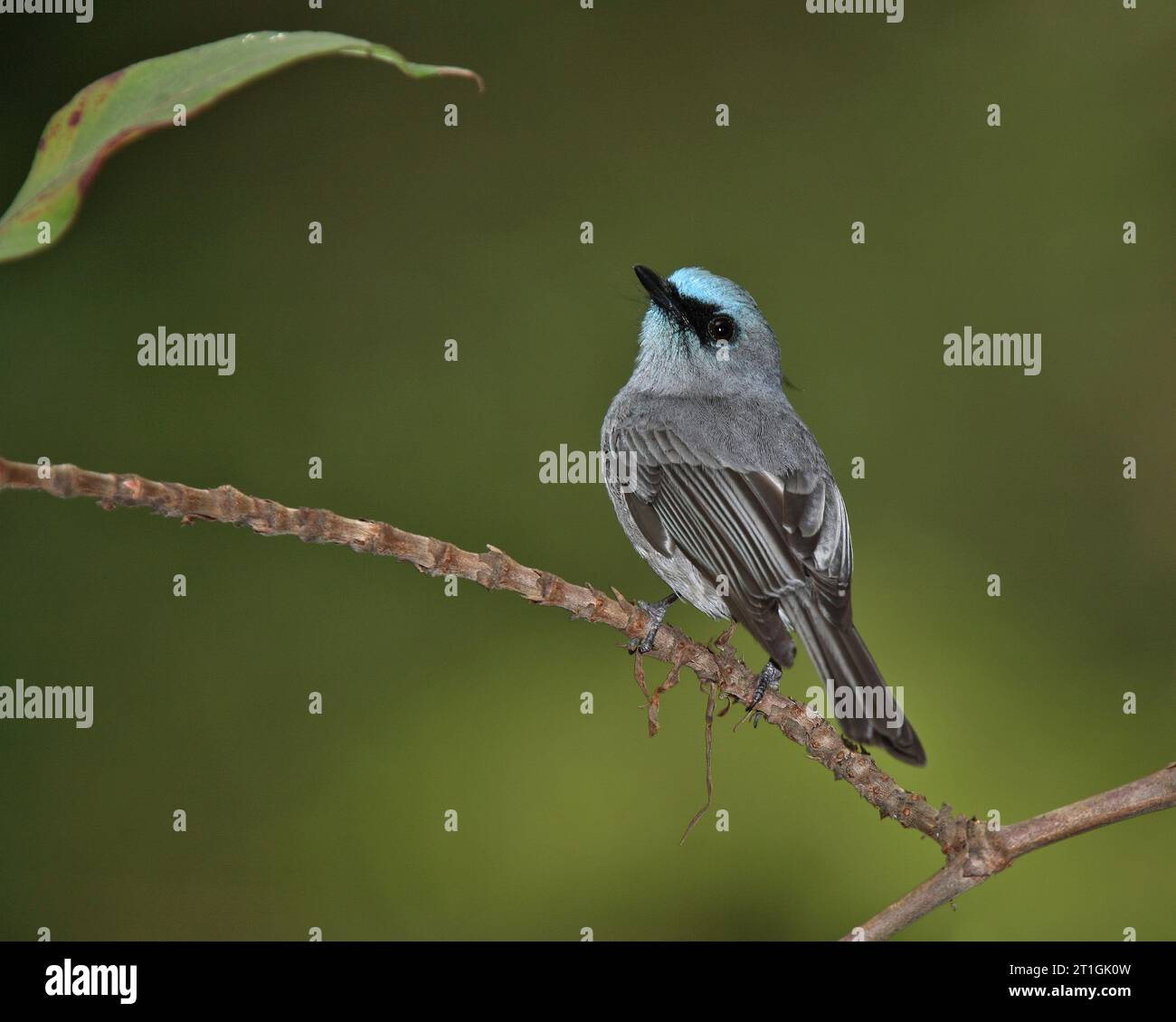 Dull blue flycatchers hi-res stock photography and images - Alamy