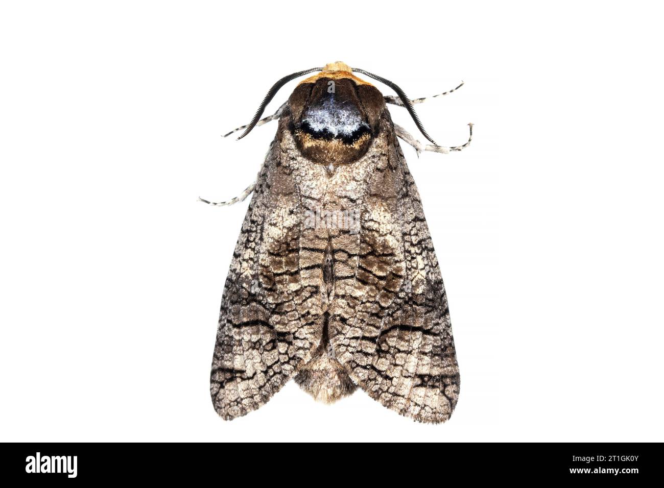 Goat Moth (Cossus cossus), top view, cut out Stock Photo - Alamy