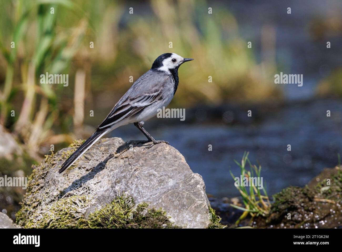 Wag tails hi-res stock photography and images - Alamy