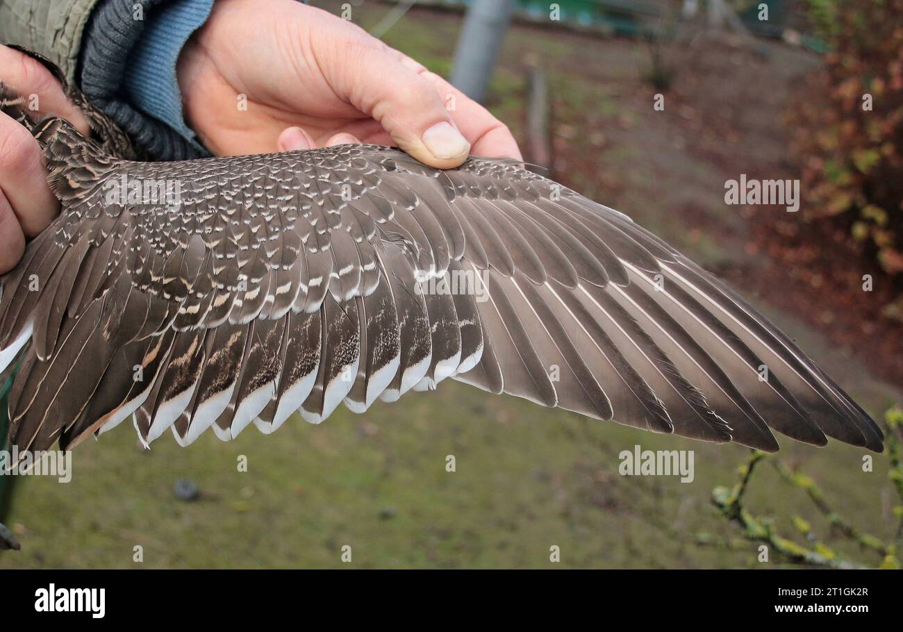 northern pintail (Anas acuta), wing of a captive female, view from ...
