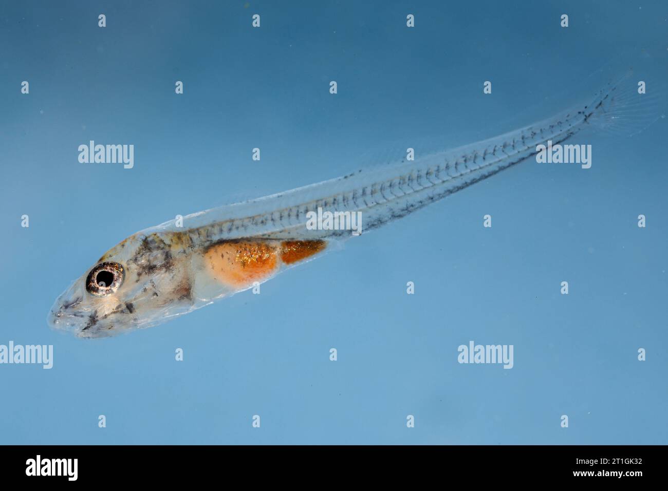 Juvenile horizontal format hi-res stock photography and images - Alamy