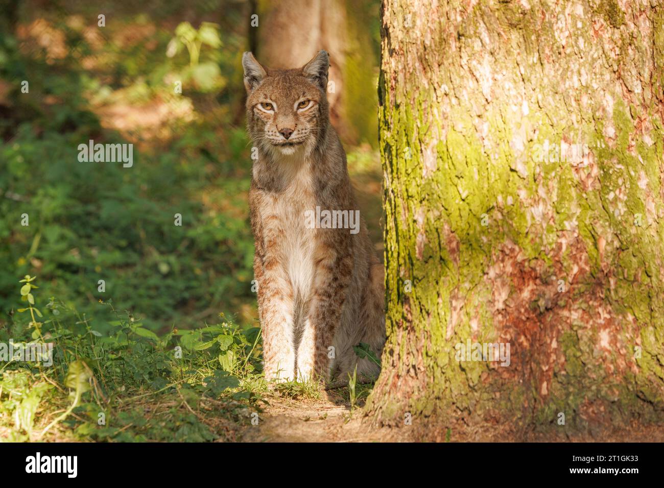 bobcat (Lynx rufus), juvenile, sitting at a tree trunk in the evening ...