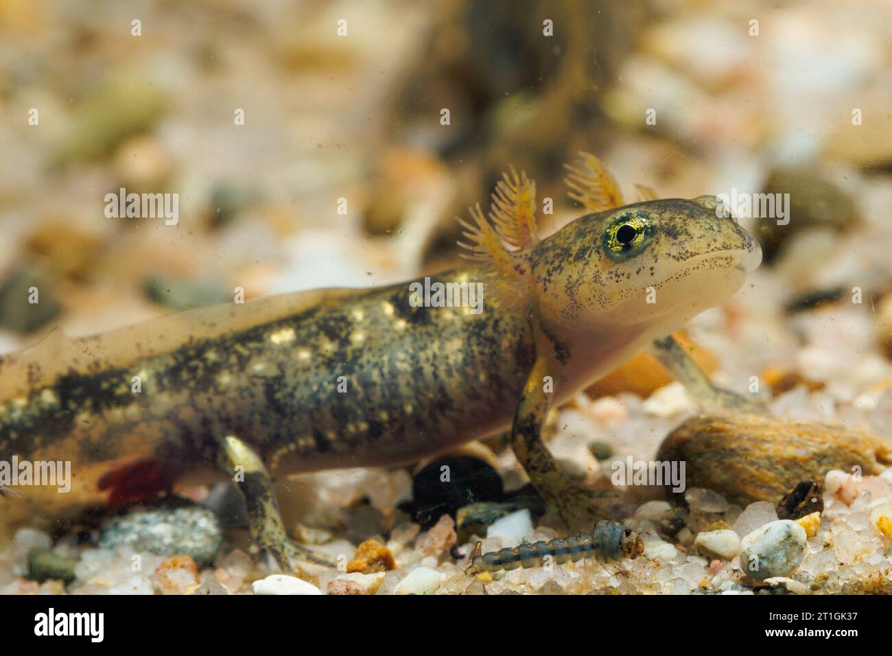 European fire salamander (Salamandra salamandra), larva on gravel ...