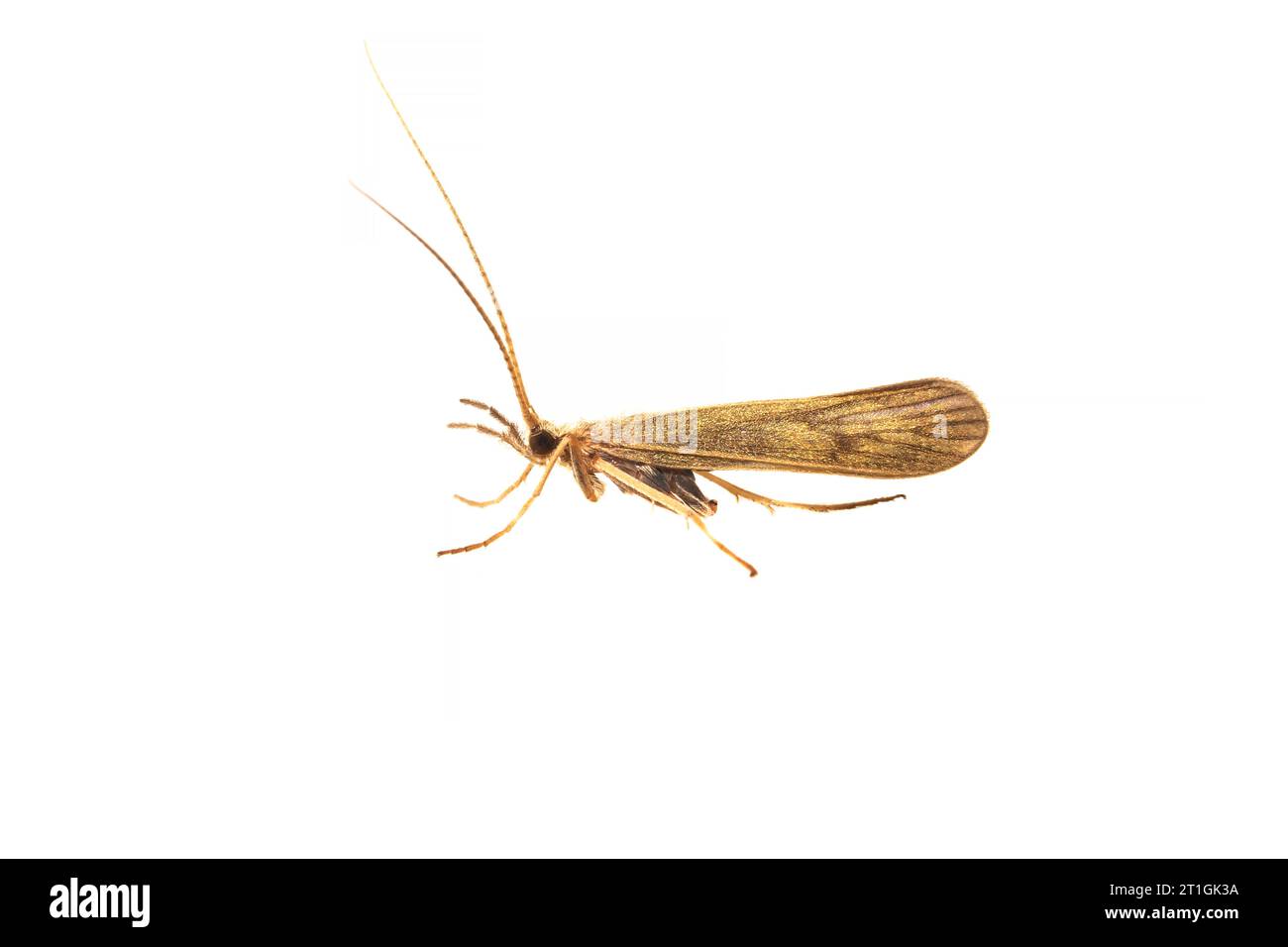 Molannidae hi-res stock photography and images - Alamy