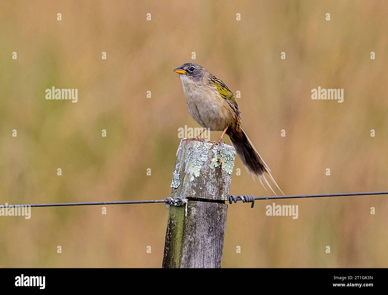 Lesser grass finches hi-res stock photography and images - Alamy