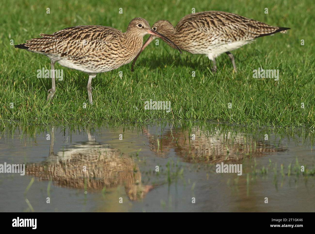 western curlew (Numenius arquata), two western curlews in a marsh, side ...