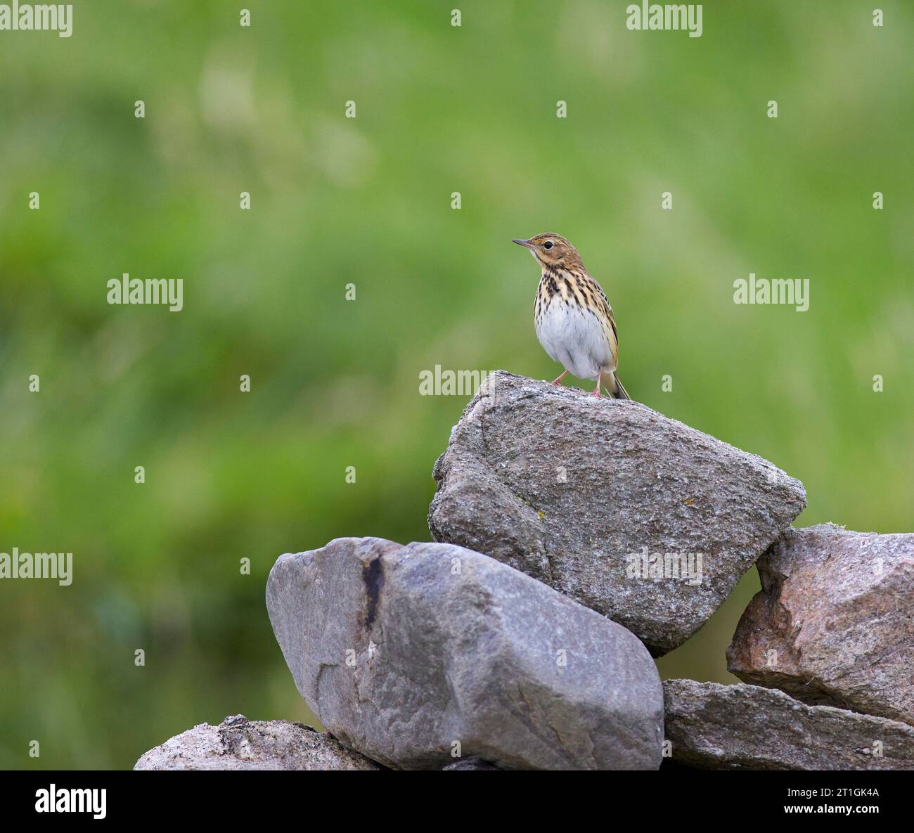 Tree pitpit (Anthus trivialis), autumn plumaged Tree Pipit, United ...