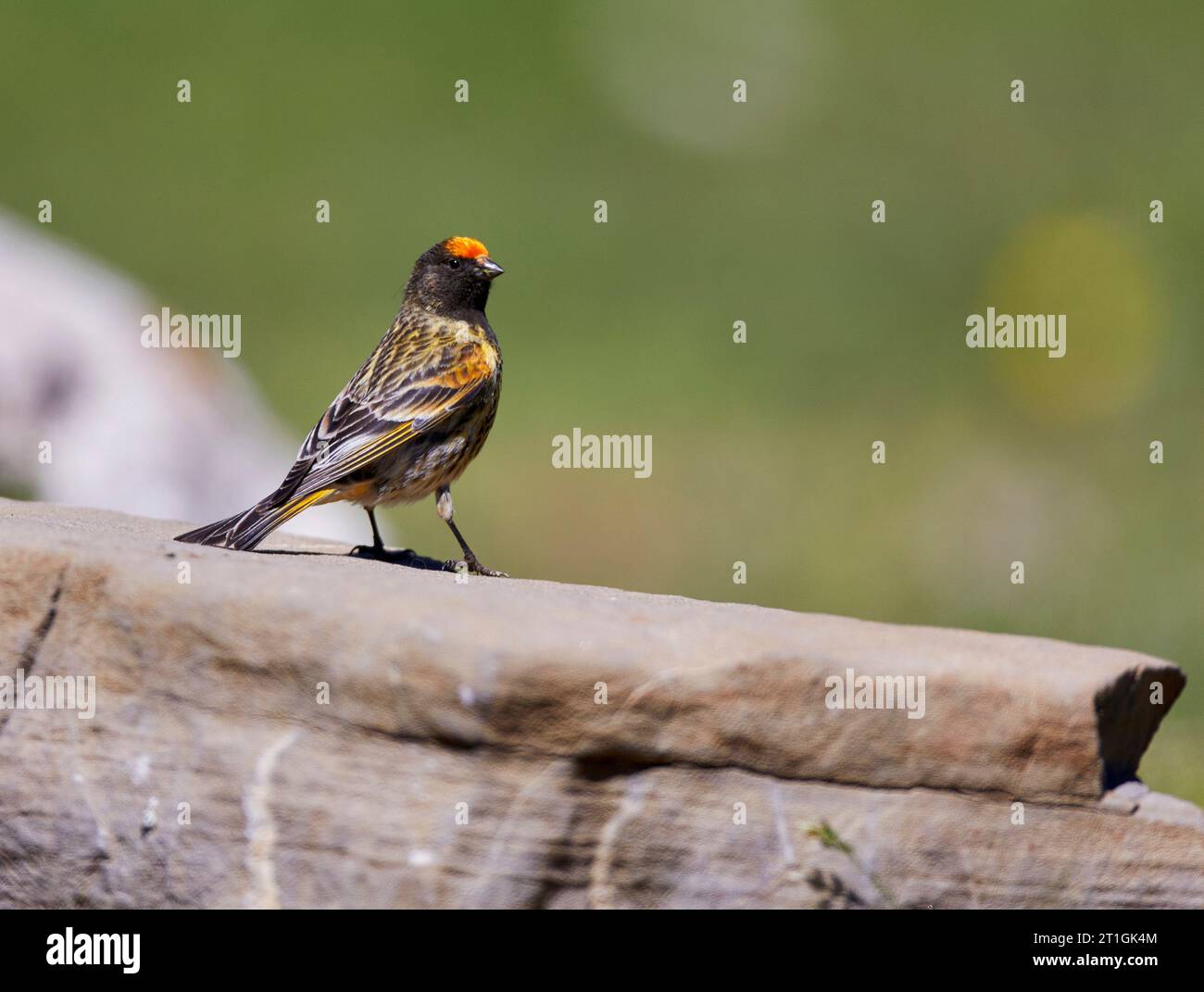 red-fronted serin (Serinus pusillus), adult male, Asia Stock Photo - Alamy