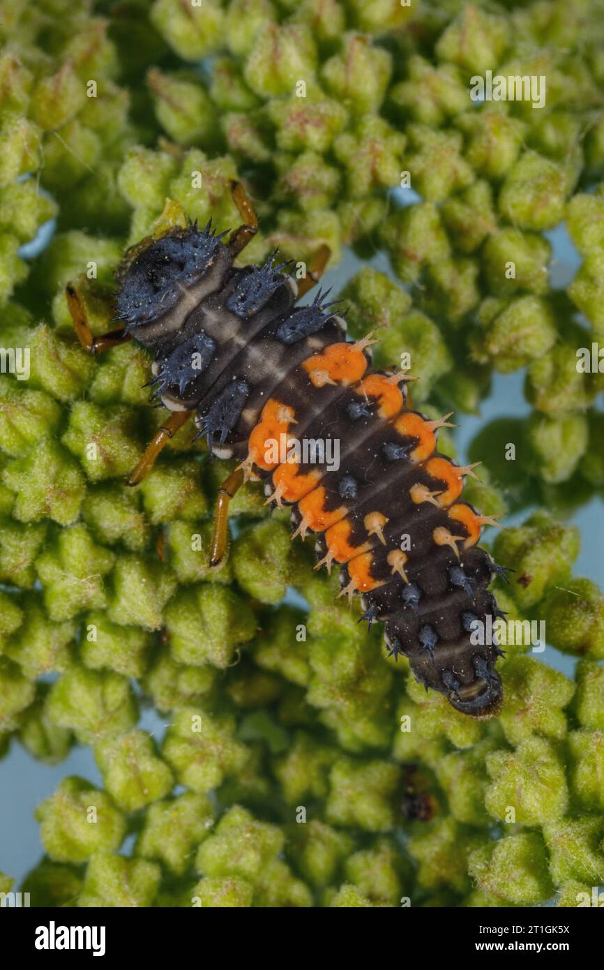 Asian lady beetles hi-res stock photography and images - Alamy