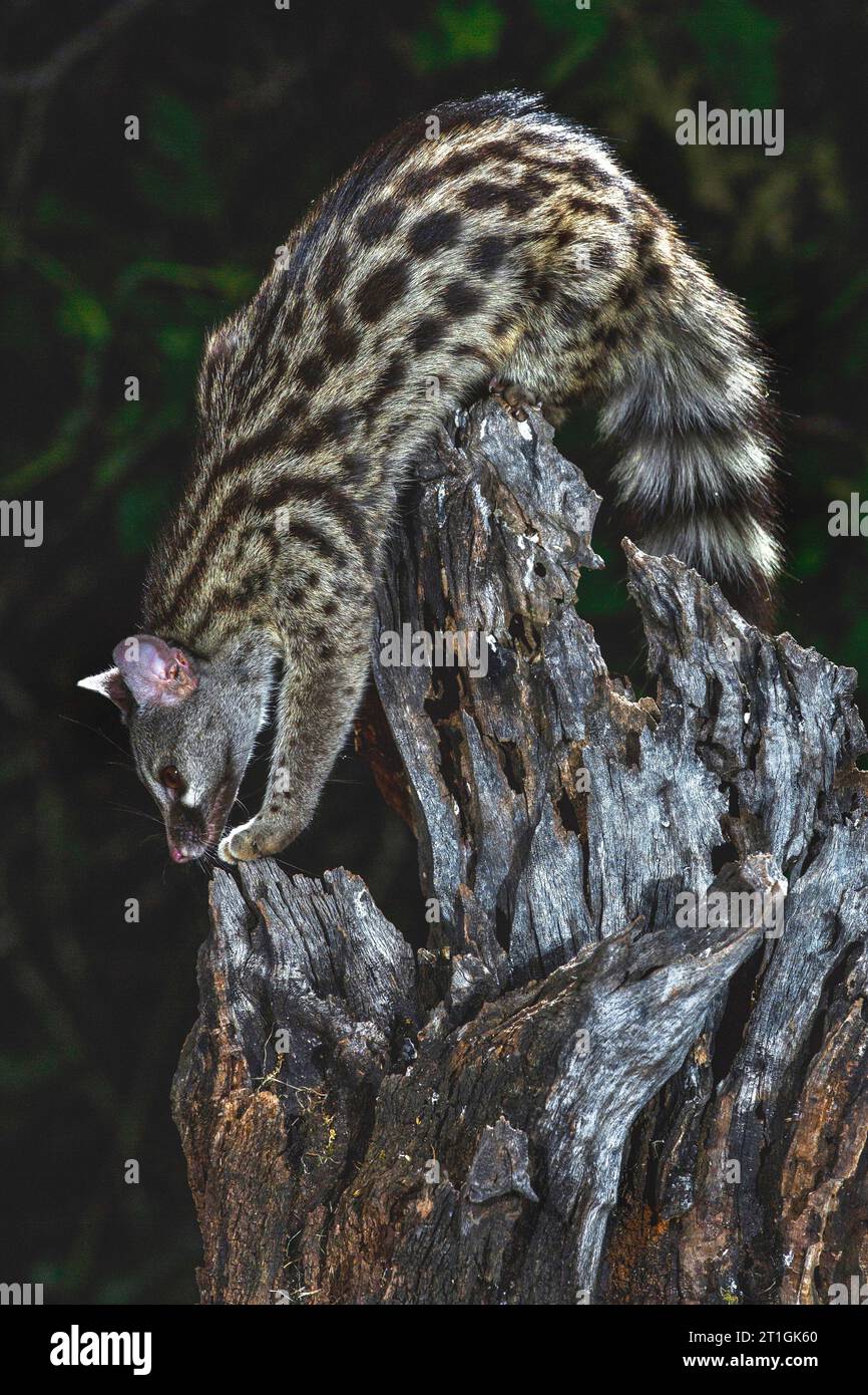 Small-spotted genet, Common genet (Genetta genetta), climbing over dead ...