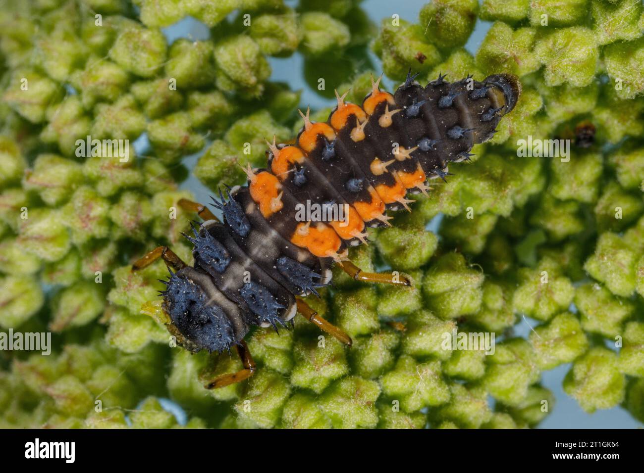 Asian lady beetles hi-res stock photography and images - Alamy