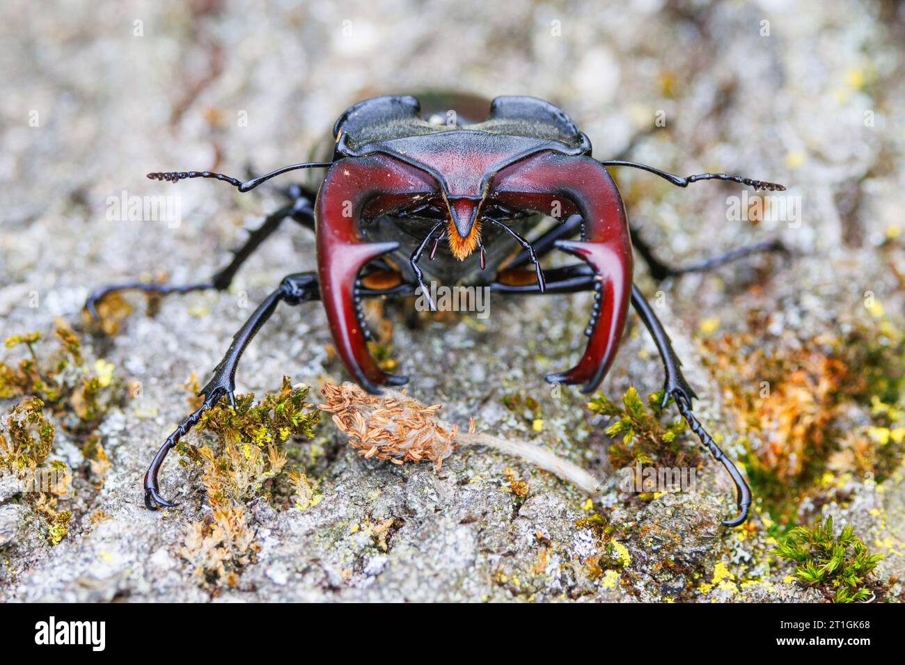stag beetle, European stag beetle, greater stag beetle (Lucanus cervus ...