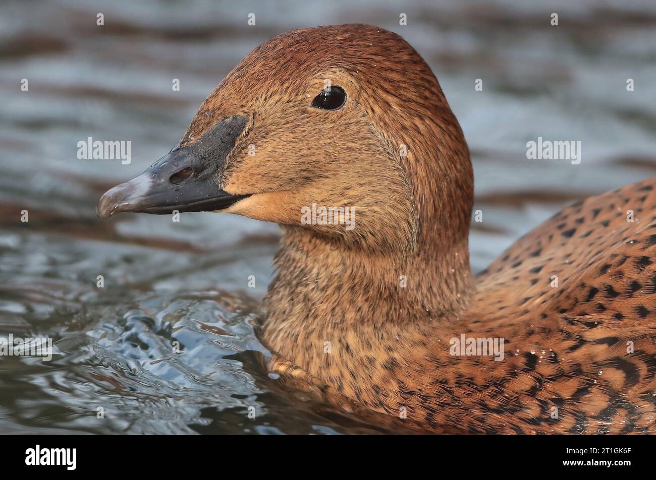 spectacled eider (Somateria fischeri), swimming female, portrait ...