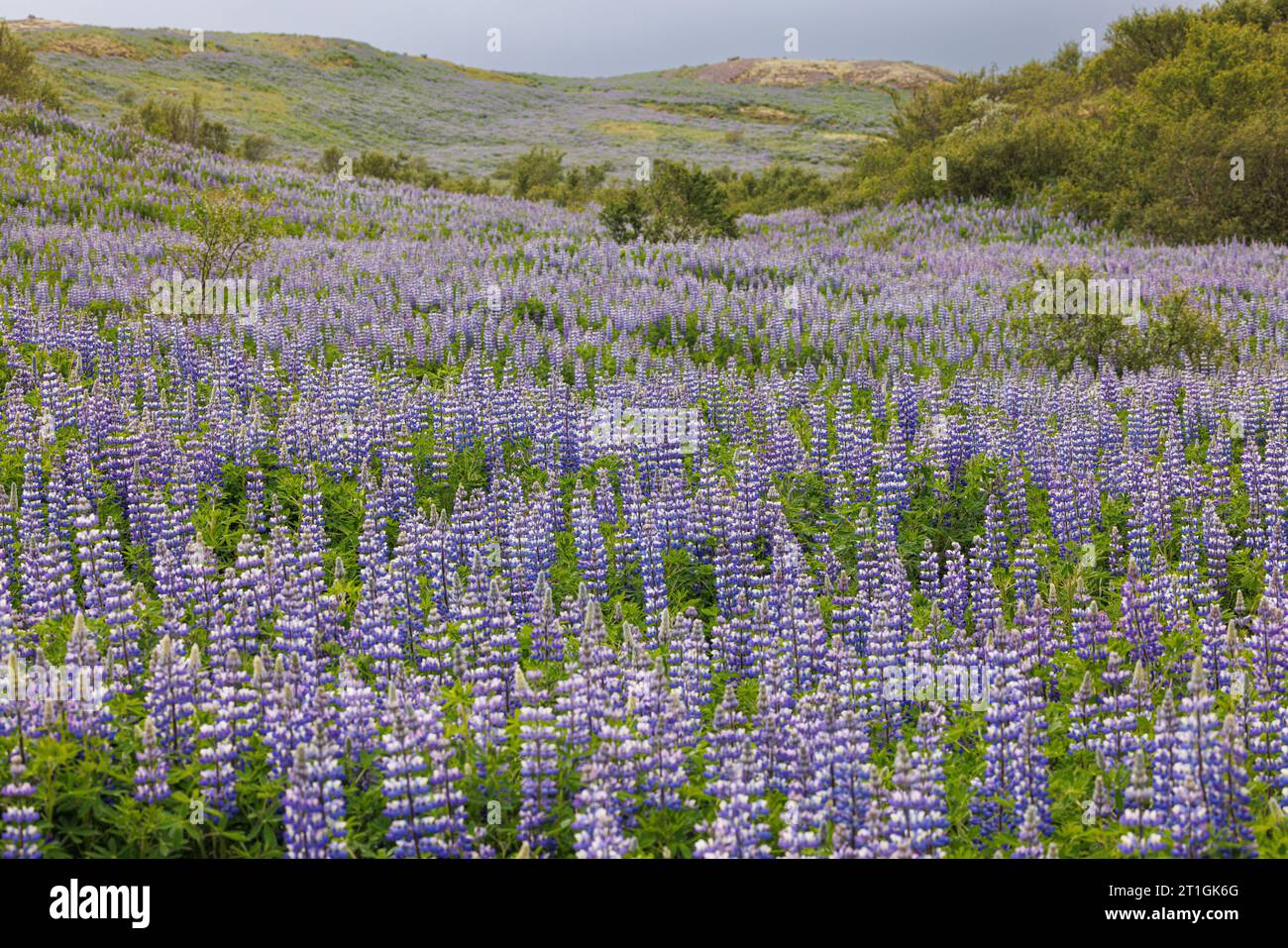 Nootka lupine, Alaska lupine (Lupinus nootkatensis), blooming, Iceland ...