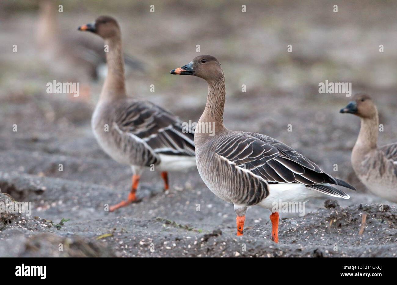 tundra bean goose (Anser serrirostris), standing alert in a field, side ...