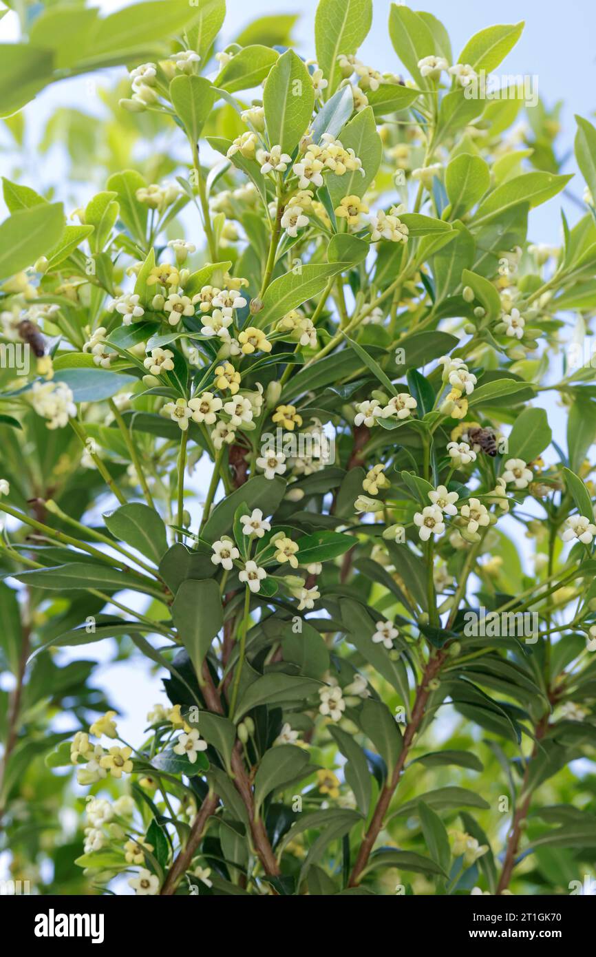 Australian Lorel, Mock Orange, Tobira, Japanese pittosporum, Japanese ...