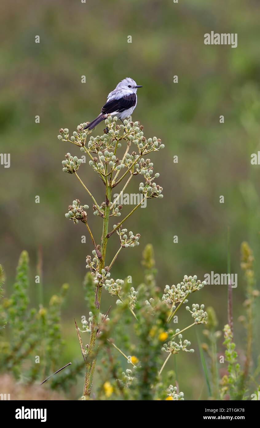 black and white monjita (Xolmis dominicana), perched on a plant in ...