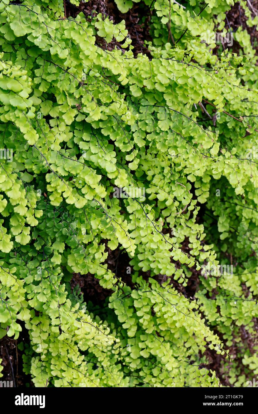 Maidenhair Fern, Venus Maidenhair, Southern maidenhair fern, black ...