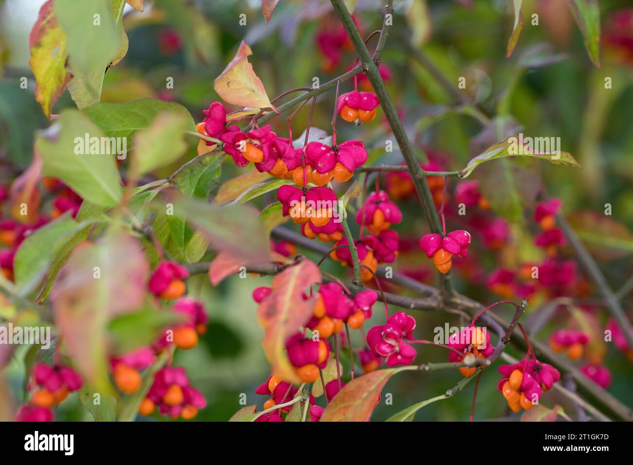 European spindle-tree (Euonymus europaea, Euonymus europaeus), branch ...