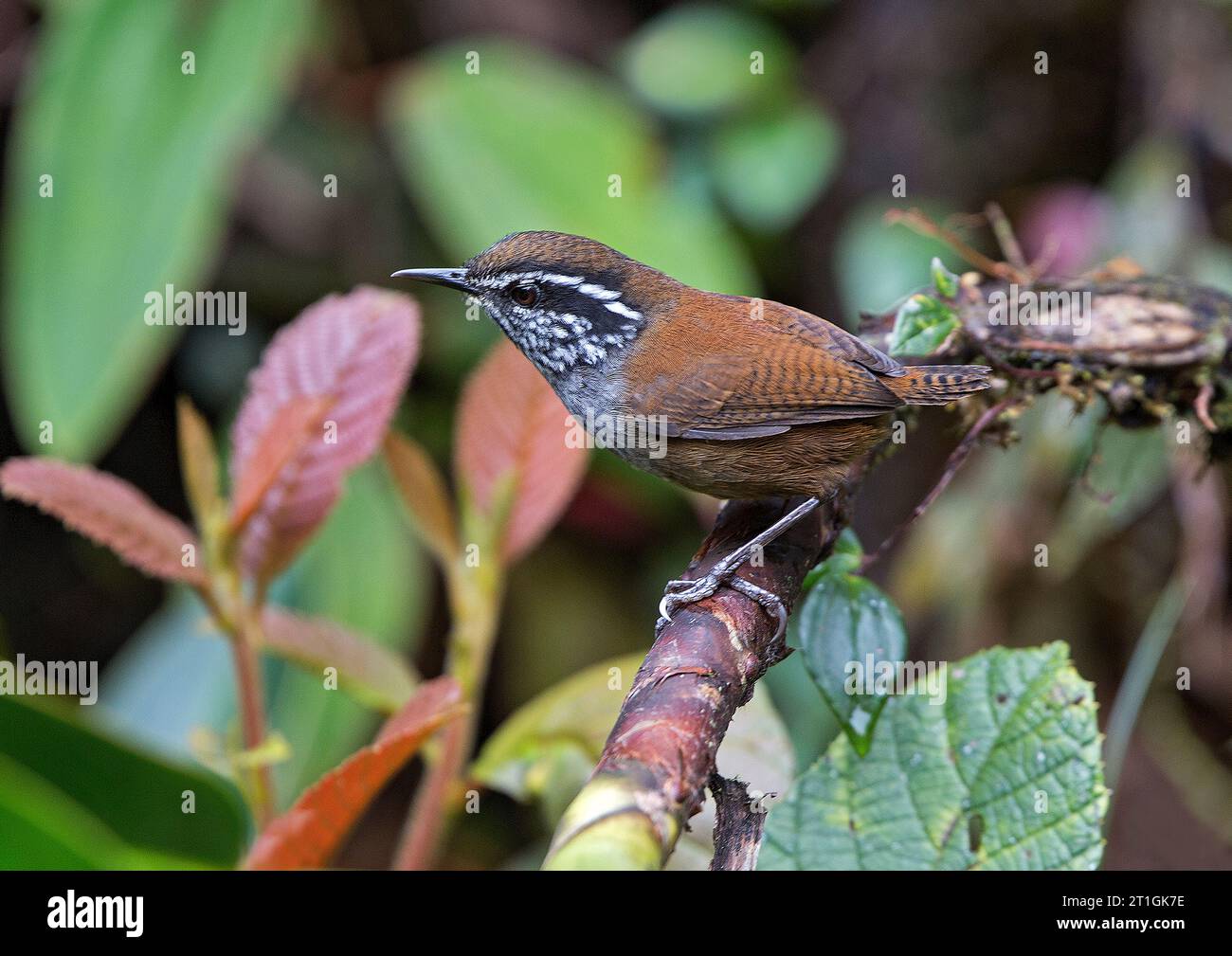 grey-breasted wood wren (Henicorhina leucophrys), adult perched on a ...