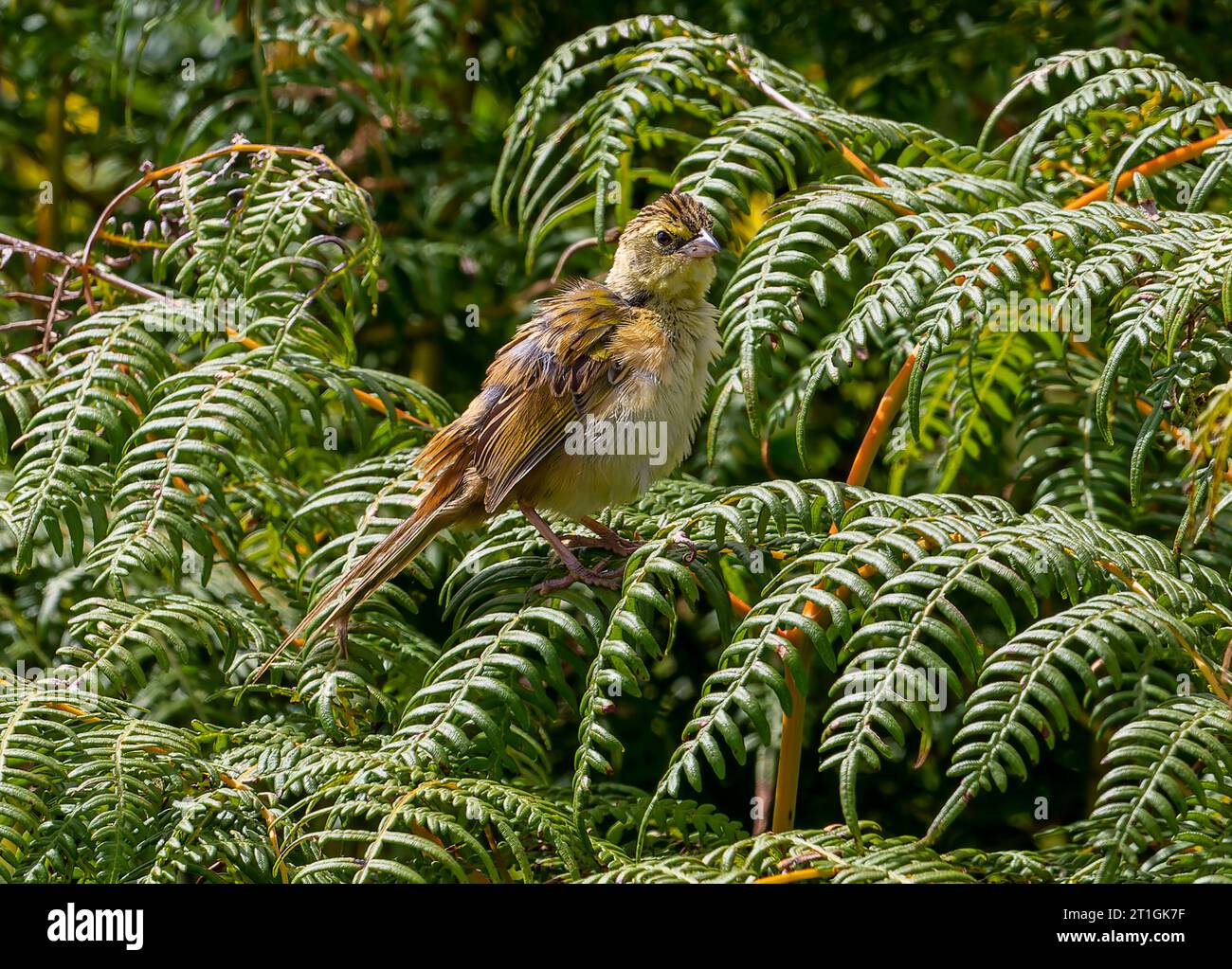 Grey-cheeked Grass-Finch, Lesser grass finch (Emberizoides ypiranganus ...
