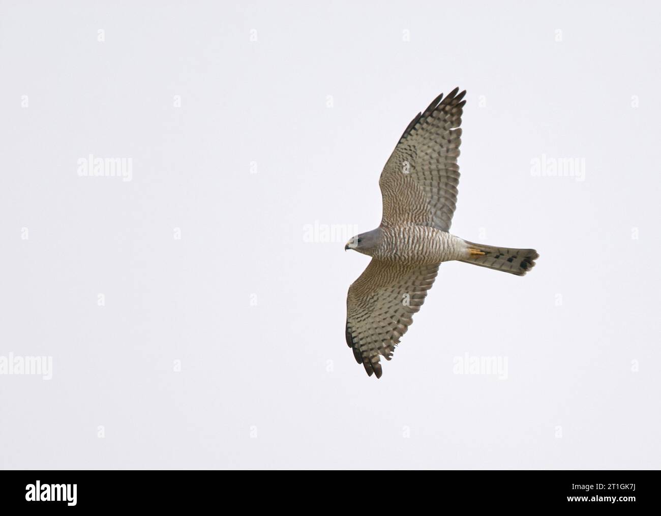 levant sparrow hawk (Accipiter brevipes), in flight from below, Israel ...