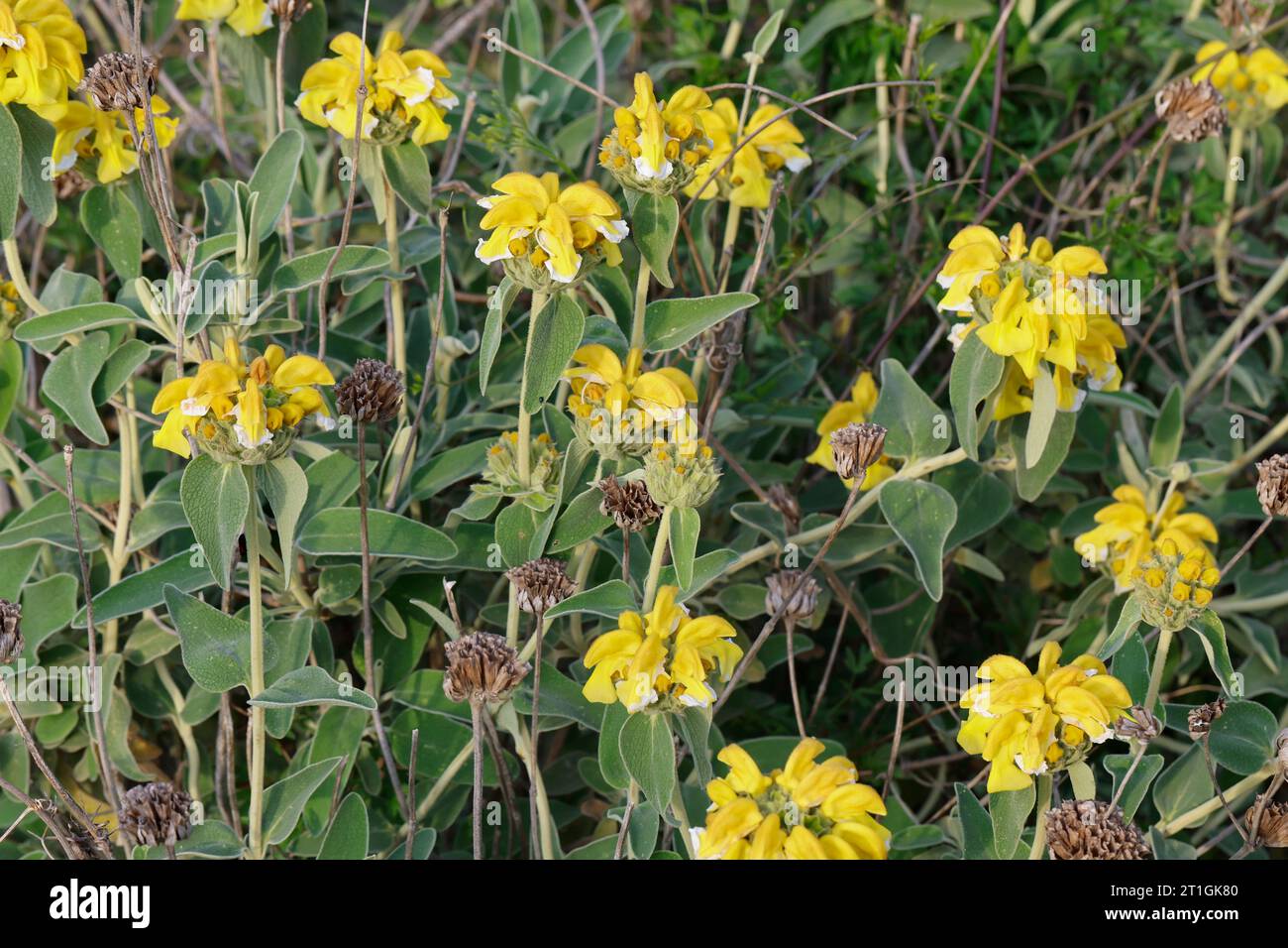 jerusalem sage (Phlomis fruticosa), blooming, Croatia Stock Photo - Alamy