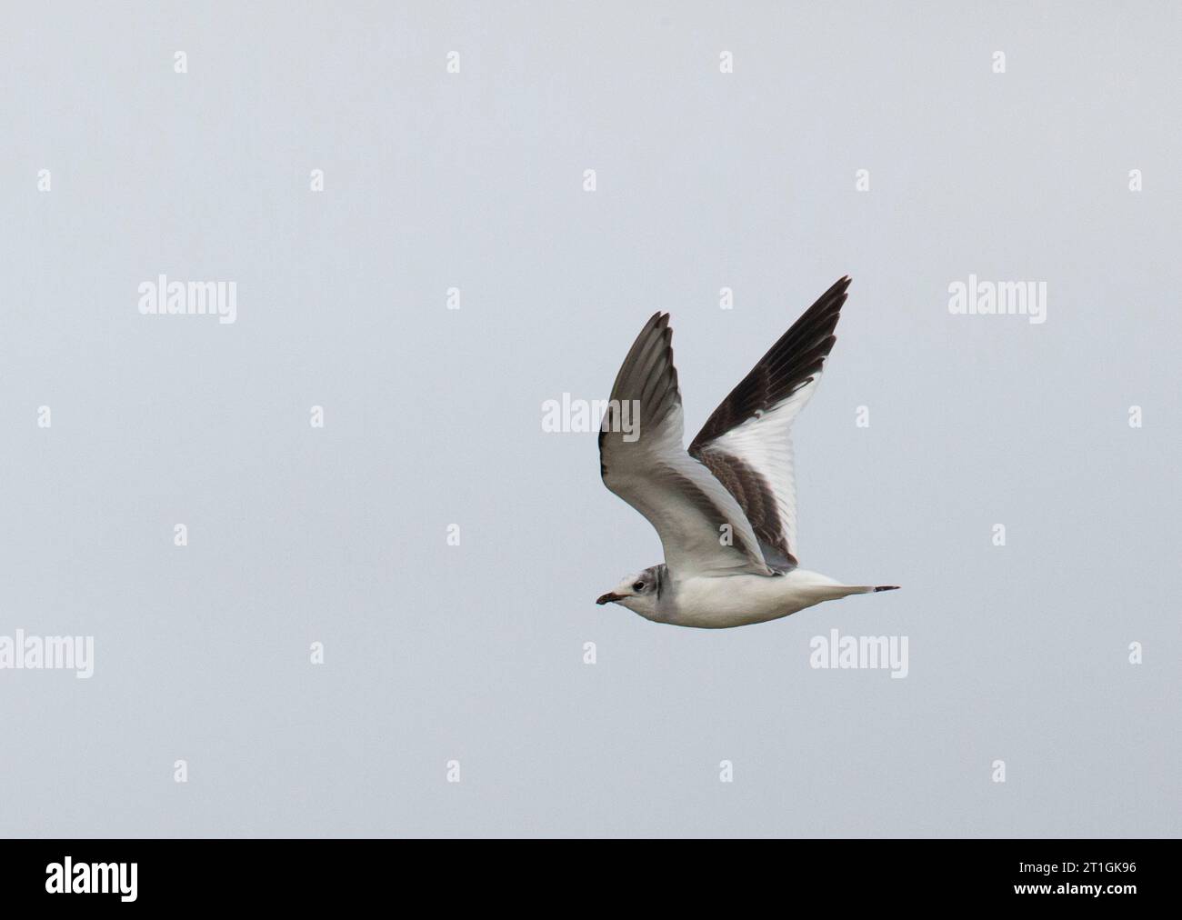 sabine's gull, fork-tailed gull, xeme (Xema sabini), young fork-tailed ...