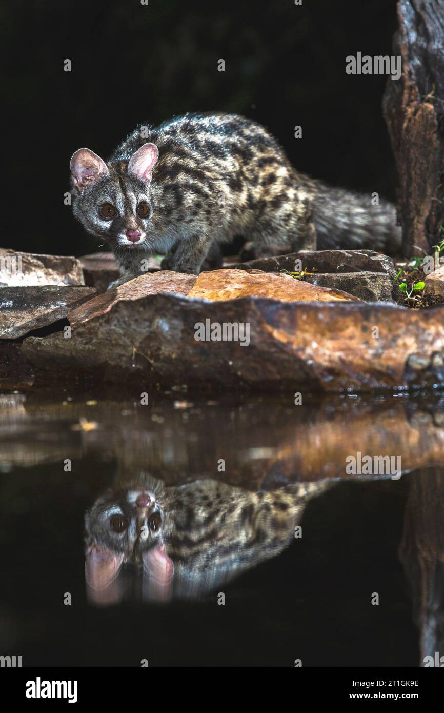 Small-spotted genet, Common genet (Genetta genetta), on the shore ...
