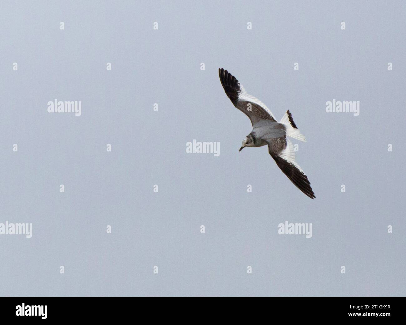 sabine's gull, fork-tailed gull, xeme (Xema sabini), young fork-tailed ...