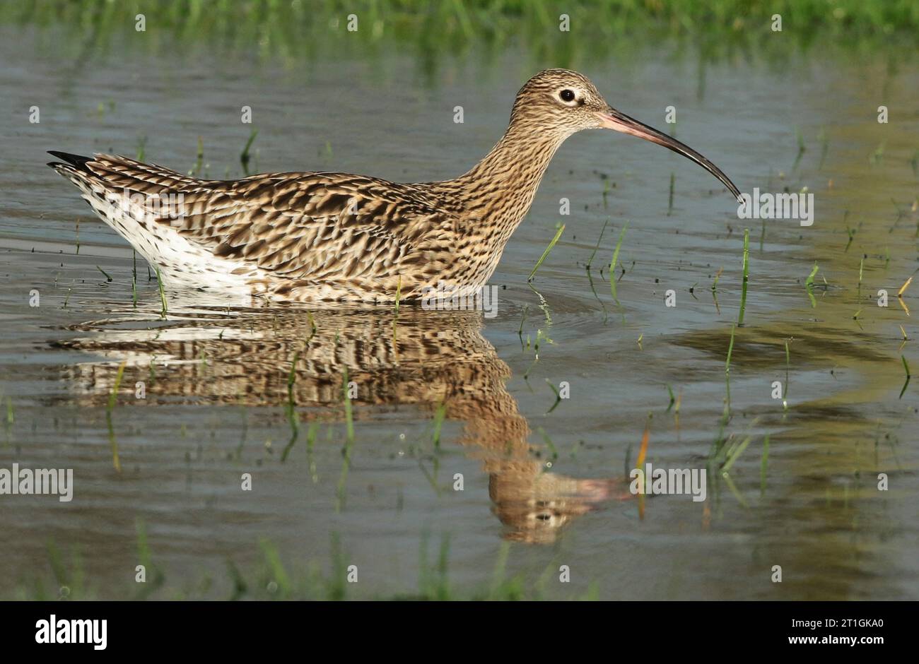 western curlew, Eurasian curlew, common curlew (Numenius arquata ...