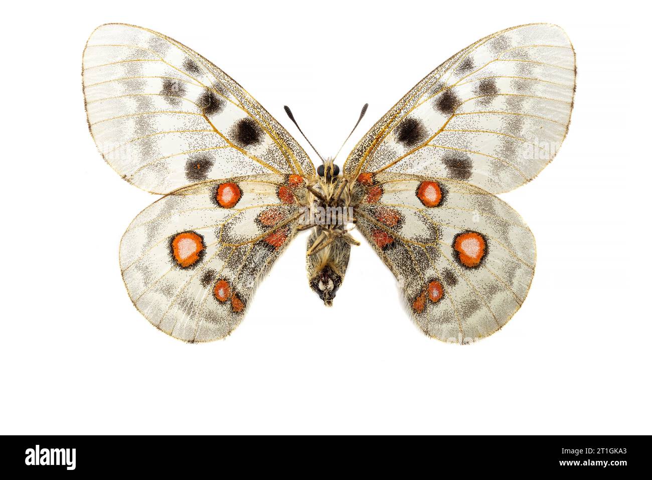 apollo (Parnassius apollo), female, underside, cut out Stock Photo - Alamy