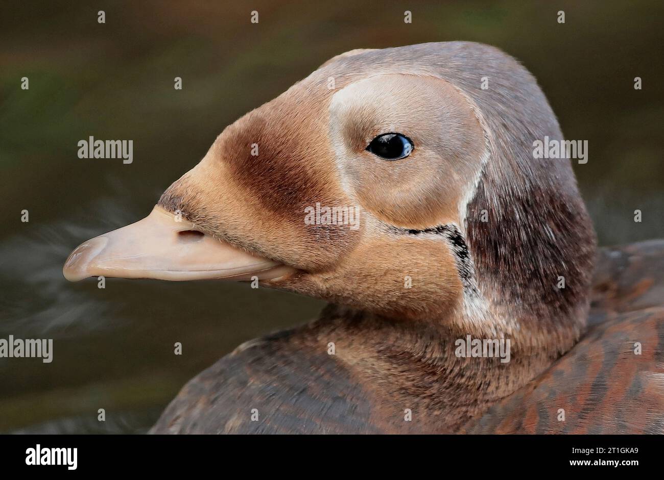 spectacled eider (Somateria fischeri), young drake, portrait ...